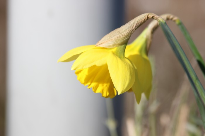 Bonnington Square Garden | The Pleasure Garden and Paradise Project