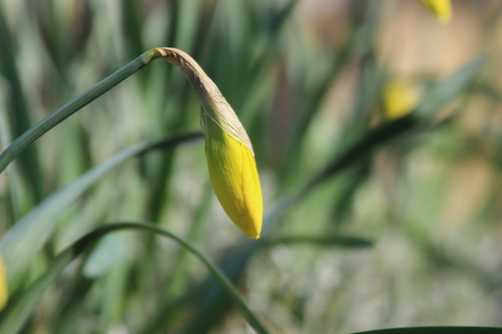 Bonnington Square Garden | The Pleasure Garden and Paradise Project